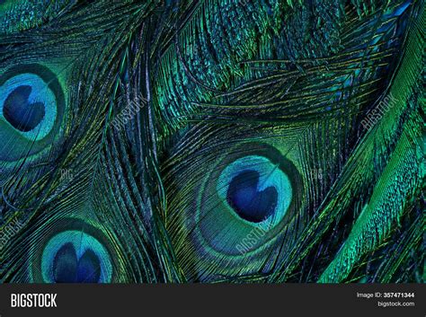 Vintage Peacock Image And Photo Free Trial Bigstock