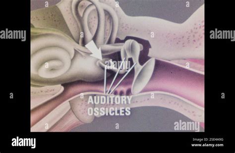 Auditory Membrane Stock Videos And Footage Hd And 4k Video Clips Alamy