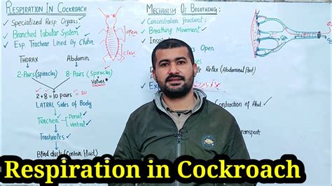 Respiratory System Of Cockroach Class 11 Irtisams Biology