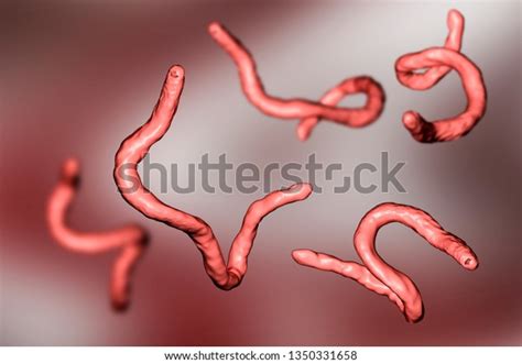 Parasitic Hookworm Ancylosoma 3d Illustration Ancylostoma Stock