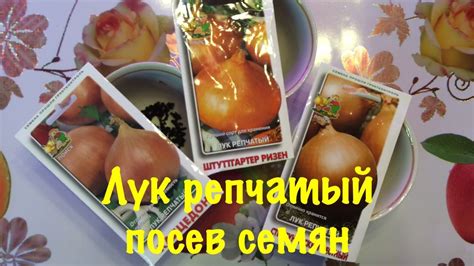 ЛУК РЕПЧАТЫЙ ИЗ СЕМЯН ЗА ОДИН СЕЗОН ПОСЕВ СЕМЯН ЛУКА РЕПЧАТОГО НА