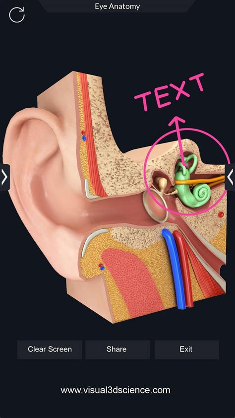 Human Anatomy Apk For Android Download