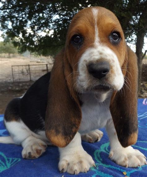 Basset Hounds Forum