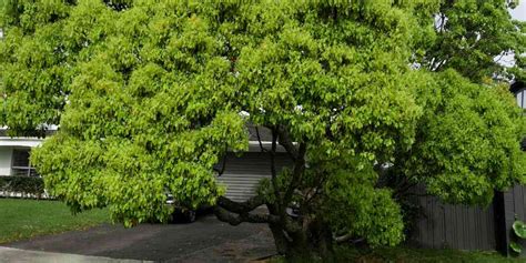 Common Invasive Trees In Florida And Their Impacts