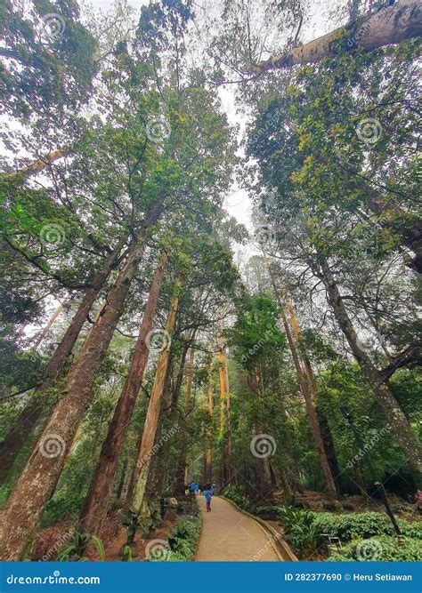 East Java Indonesia June 25 2023 Tall Big Trees And Blue Sky In