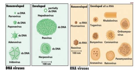 Bms Exam 3 Viruses Viroids Flashcards Quizlet