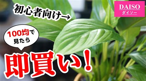 初心者おすすめ！室内で育てやすい100均観葉植物がこちらです♪【スパティフィラム】 らんまるの園芸チャンネル Botanicalife
