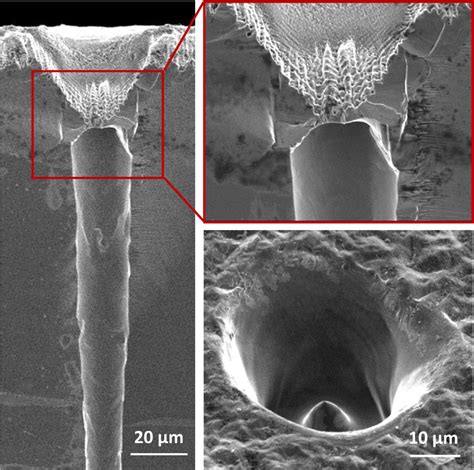 sem images with cross section micrographs material thickness 200 µm