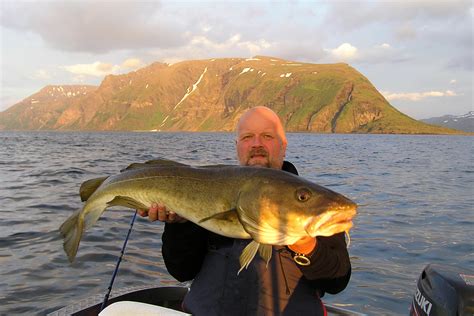 Arvik łowisko dorsza i halibuta w północnej Norwegii wyprawynaryby pl