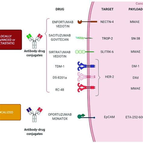Structure And Main Functions Of Antibody Drug Conjugate Components