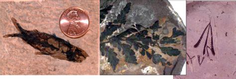 Fossils Fossilization Flashcards Quizlet Fossils Fossilization Flashcards Quizlet