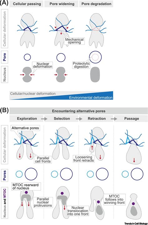 Principles Of Leukocyte Migration Strategies Trends In Cell Biology