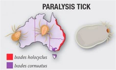 Types Of Ticks Tickboss