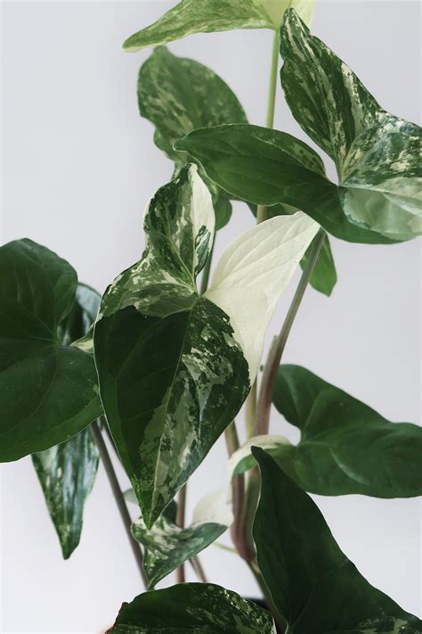 Variegated Syngonium Podophyllum Albo Foliage And Vine