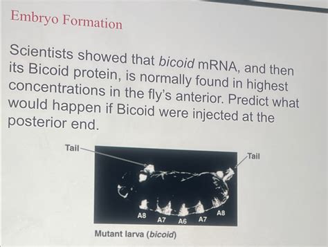 Solved Embryo FormationScientists Showed That Bicoid MRNA Chegg