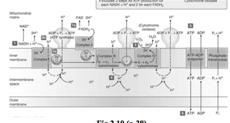 Nadh Nad Fadhfad Flashcards Quizlet