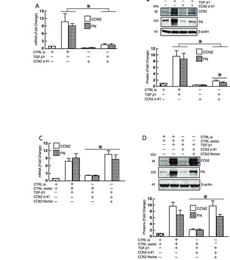 tgf β dependent fn expression is mediated by ccn2 in primary dermal
