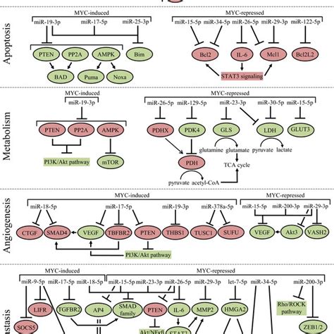 Myc‐regulated Lncrnas Involved In Five Important Hallmarks Of Cancer