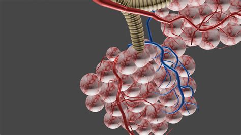 Alveloi Lungs 3d Model By Scienceanimation