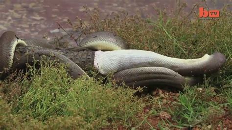 Python Eating Crocodile Lonerider Shocker Youtube