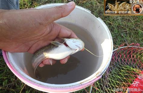 湖北宜昌：釣魚愛好者在長江中釣起螃蟹！長鬍子的魚叫啥名？ 每日頭條