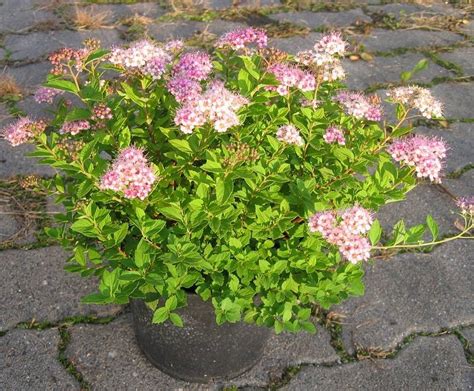 Японские спиреи (Spiraea Japonica): Голден Принцесс, Литл Принцесс ...