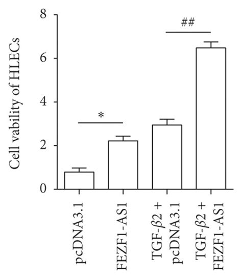 Fezf1 As1 Promotes Tgf β2 Induced Sra0104 Cell Proliferation A