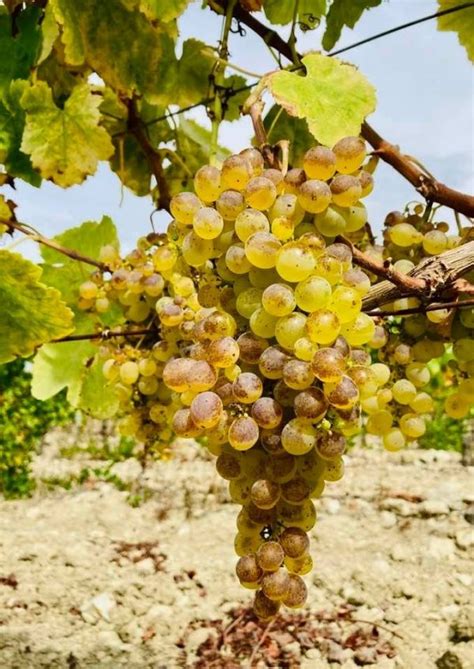 Marquês de Marialva Bical Reserva 2021 NB TOP 50 GREAT WHITE WINES OF
