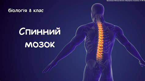 Біологія 8 клас Спинний мозок Youtube