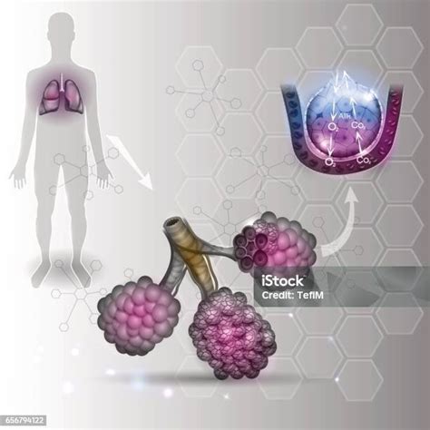 Vetores De Anatomia Do Alvéolo Respiração E Mais Imagens De Hexágono