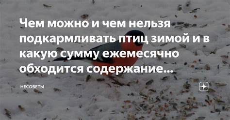Чем можно и чем нельзя подкармливать птиц зимой и в какую сумму