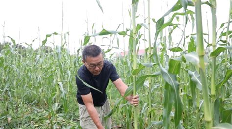 500000根崇明芦穄今夏为何能火出圈