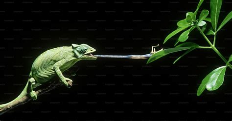 나뭇가지 위에 앉아 있는 녹색 카멜론 사진 Unsplash의 카멜레온 이미지