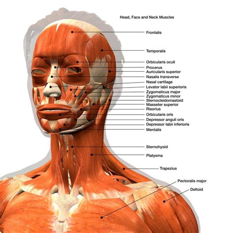 Face Muscles Anatomy Facial Anatomy Head Anatomy Human Body Anatomy