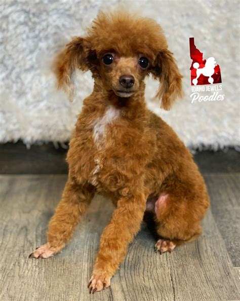 Micro Poodles