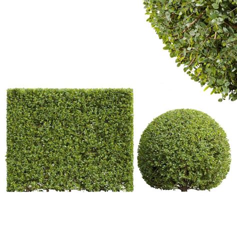 Ficus Concinna Bonsai Pruned20 356304 3d Model Download 3d Model Ficus Concinna Bonsai