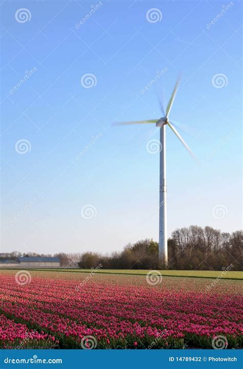 Tulipani E Mulino A Vento In Olanda Fotografia Stock Immagine Di