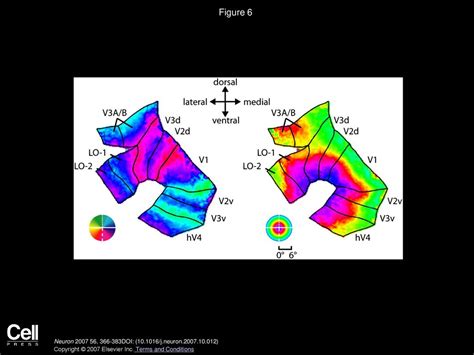 Visual Field Maps In Human Cortex Ppt Download