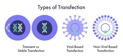 Cell Transfection Types And Applications Of Transfection For Drug Delivery