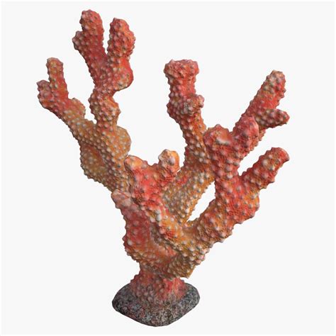 3d Coral Acropora V3 Model Turbosquid 1252240