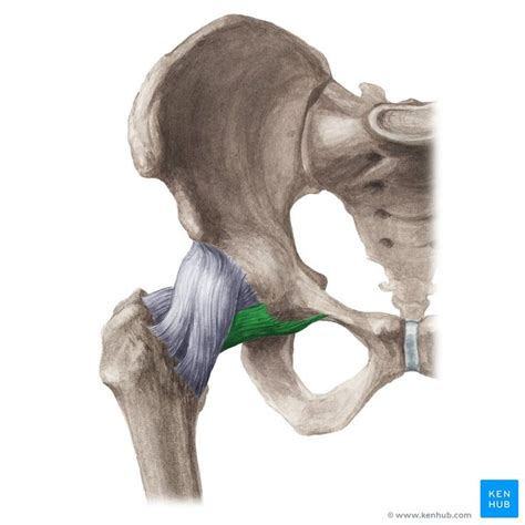 Pubofemoral Ligament Ligamentum Pubofemorale Image Liene Znotina