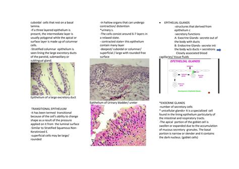 Solution Histology Studypool