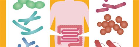 Obesity Treatment With Fecal Microbiota Shows Potential Study Says