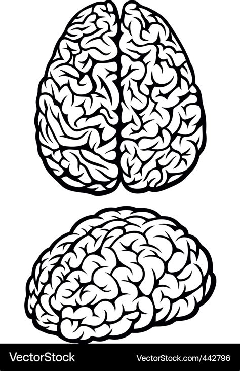 Brain Royalty Free Vector Image Vectorstock