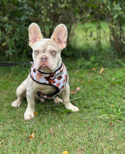 Французький бульдог хлопчик 2 500 Собаки Фонтанка на Olx