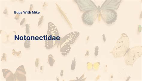Notonectidae