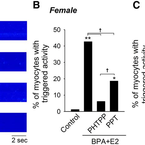 Role Of Er In Mediating The Proarrhythmic Effect Of Estrogens A