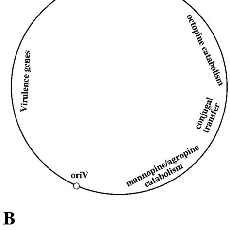 Schematic Representation Of A Typical Octopine Type Ti Plasmid A And Download Scientific