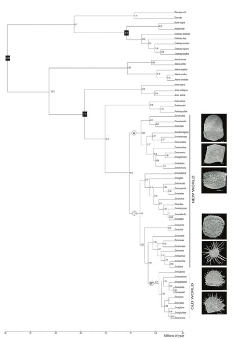 Chronogram Derived From Dating Analysis Using An Uncorrelated Relaxed Download Scientific