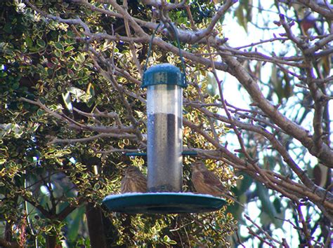 Hang A Bird Feeder From A Tree